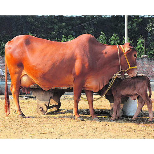 Haryana Sahiwal Cow at Best Price in Karnal, Haryana | Shri Ganesh ...