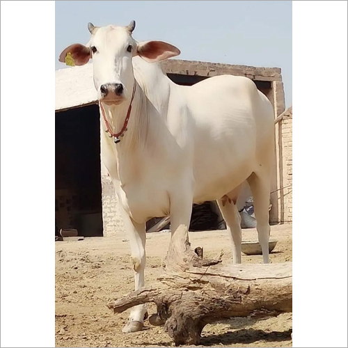 High Yield Tharparkar Cow - Versatile Breeds & Colors, High Milk ...