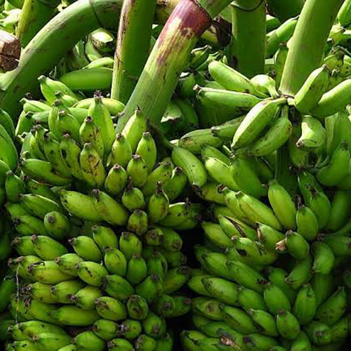 Raw Banana - Fresh Organic Green Bananas | Natural Shape, Customized ...