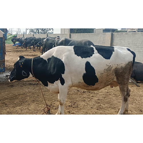 Dairy Hf Cow - Color Varieties Available, Male & Female Genders | High-production Dairy Breed ...