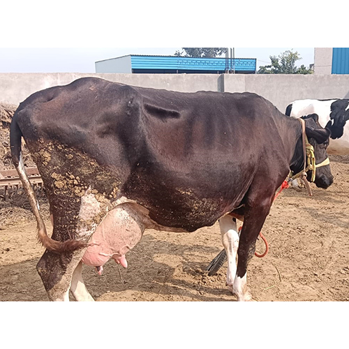 Pure Hf Cow at Best Price in Karnal, Haryana | Lather Dairy Farm