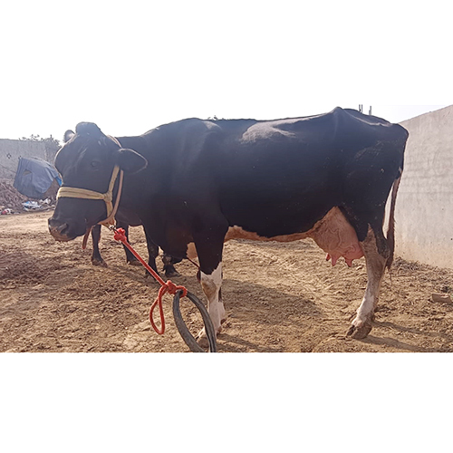 Different Available Milking Hf Cow at Best Price in Karnal | Lather ...