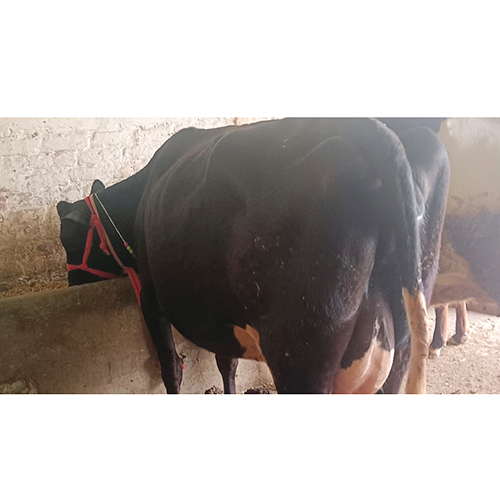 Dairy Murrah Buffalo - Different Available Breeds & Colors, Ideal For Dairy Farms | Male ...