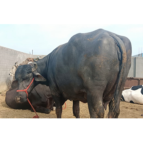 Indian Murrah Buffalo - Varied Colors And Breeds | High Milk Production ...
