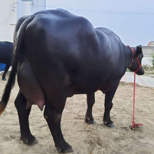 Black Pure Murrah Buffalo By Ranwan Dairy Farm at Best Price in Ludhiana | Ranwan Dairy Farm