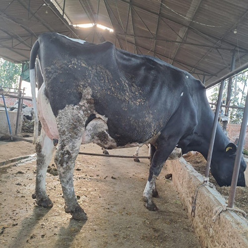 Black Pure Hf Cow at Best Price in Ludhiana | Ranwan Dairy Farm
