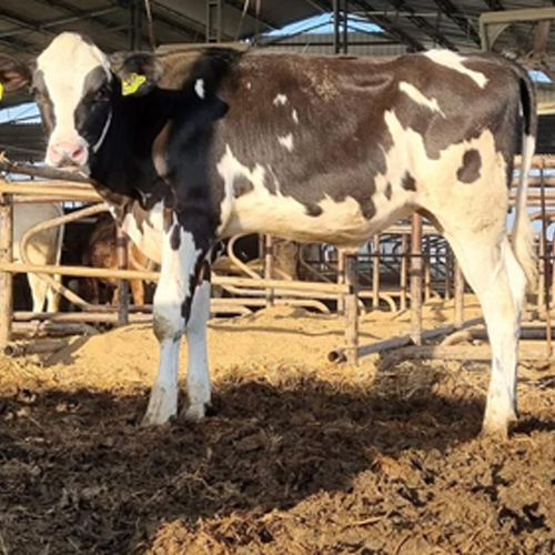 Black Pure Heffer Cow at Best Price in Ludhiana | Ranwan Dairy Farm