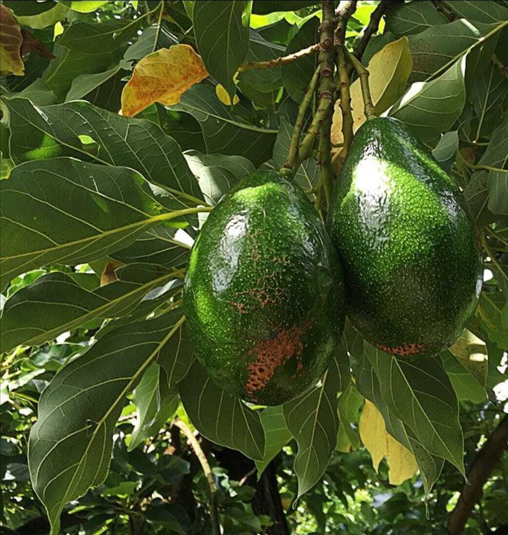 Fresh Avocado at 1700.00 INR in Surat, Gujarat | Narola International