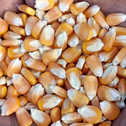 Dry Corn - Feature: Gluten-free at Best Price in Hyderabad | Rudr Krupa ...