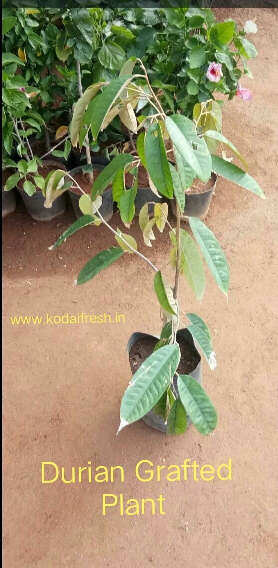 Durian Plant at Best Price in Dindigul, Tamil Nadu | Kodai Fresh ...