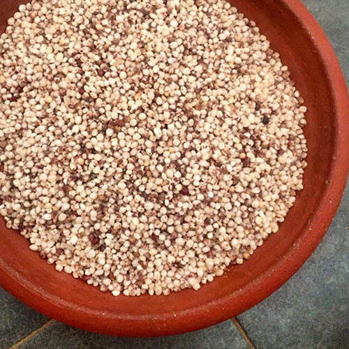 Common Great Millet at Best Price in Hyderabad, Telangana | Pureli Bio ...