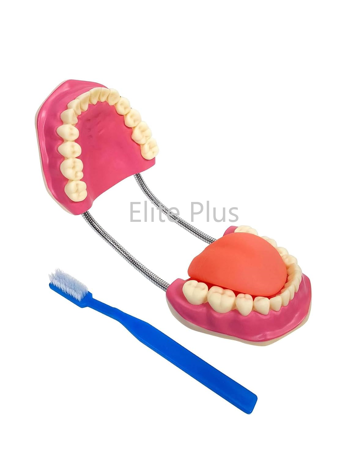 Zx-1427 Teeth Care Model Enlarged With Giant Teeth Brush - Pvc ...