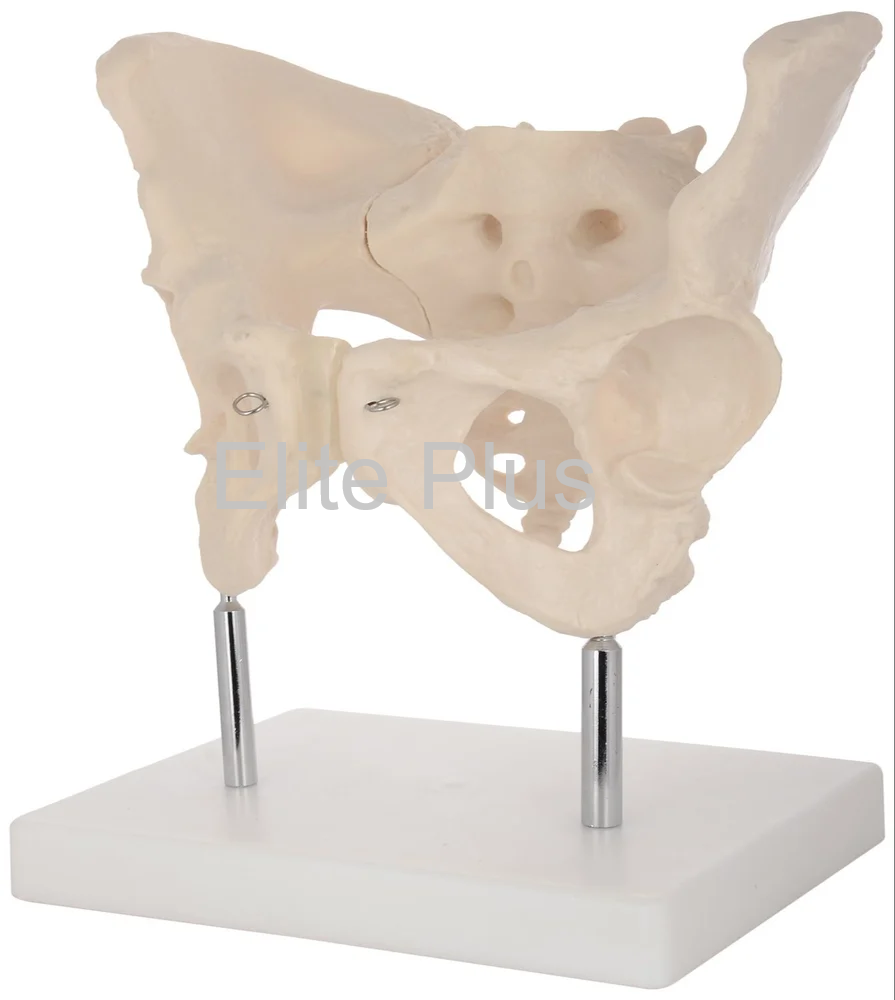 Zx-s124 Female Pelvis Bone Model at Best Price in Pune | Elite Plus