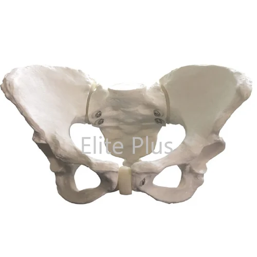 Zx-s124 Female Pelvis Bone Model at Best Price in Pune | Elite Plus