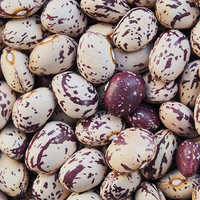 Red Speckled Kidney Beans Moisture (%): Nill at Best Price in Dubai ...