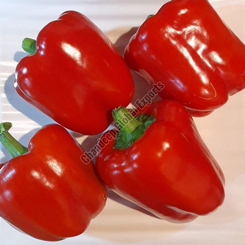 Fresh Red Capsicum - Preserving Compound: N0 at Best Price in New Delhi ...