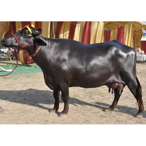 Indian Murrah Buffalo - Color: Black at Best Price in Karnal | Shree Shyam Dairy Farm