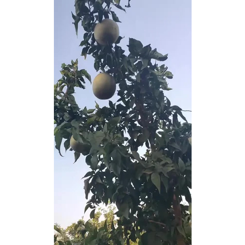 Bili Bael Patra Grafted Plants - Various Sizes, Dark Green Leaves, 10 ...