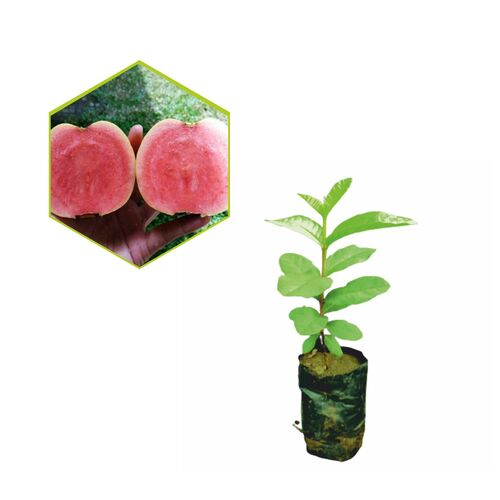 Red Guava Tissue Culture Plants - 1-2 Feet Tall, Vibrant Red Pulp And ...