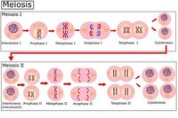 Meiosis Cell Division Model at Best Price in Ambala | Vlogic Scientifics