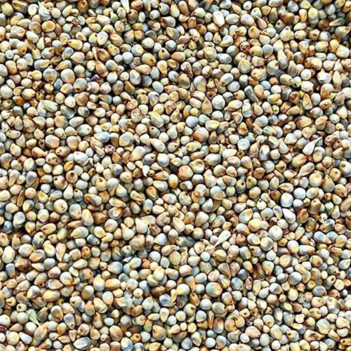 Fresh Pearl Millet - Color: Yellow at Best Price in Tonk | Kherad Meena ...